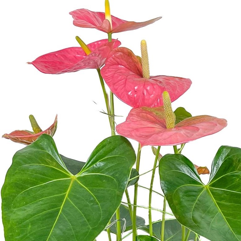 Planta de anthurium rosa - Floristería Morris